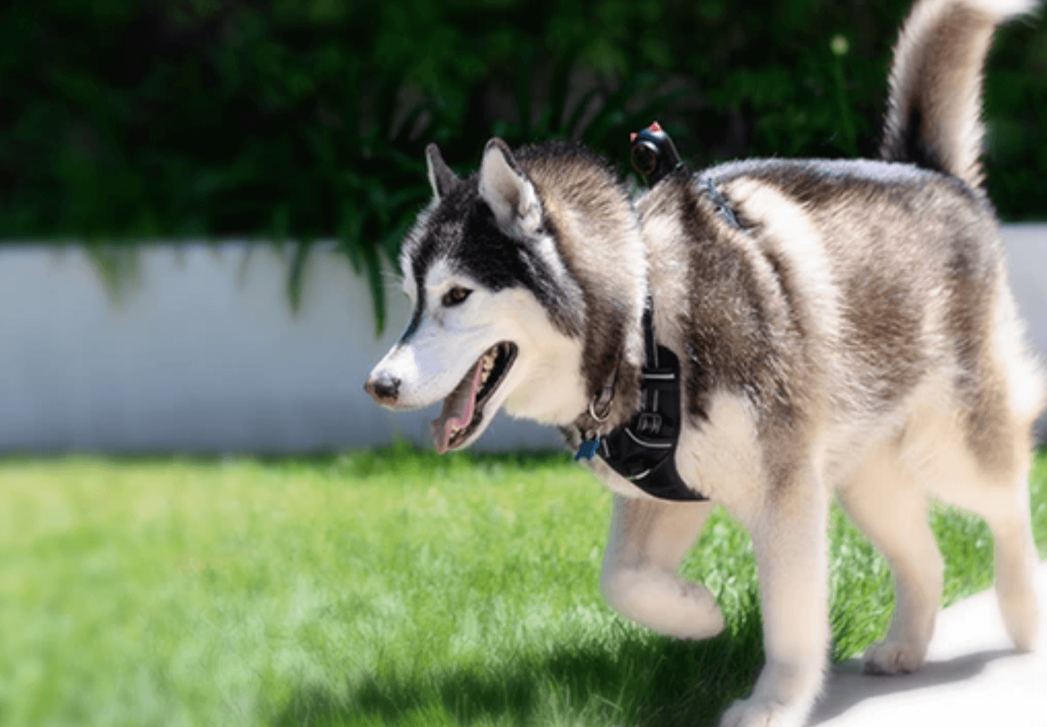 PetNow: Wearable Smart Pet Camera - Legit Gifts
